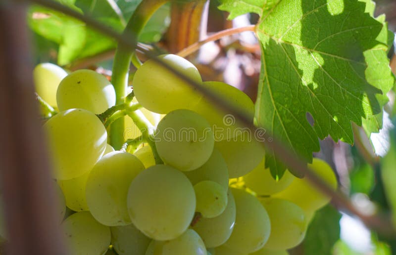 White grapes stock photo. Image of grapevine, leaf, field - 230757272