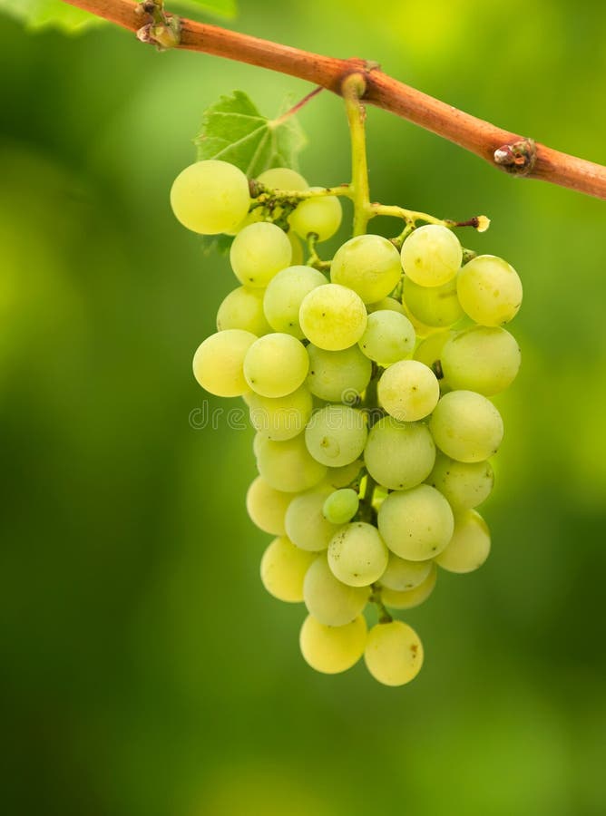 White grapes stock image. Image of group, fresh, agriculture - 34501353
