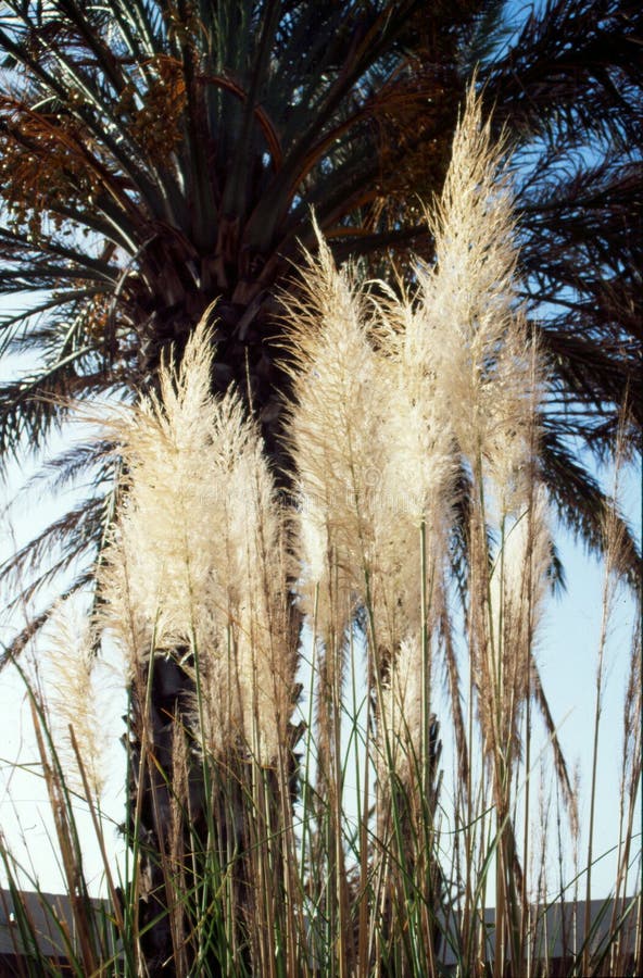 White grass stock photo. Image of long, africa, plant - 13350606