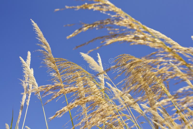 White grass stock image. Image of sunlight, bright, morning - 28909269