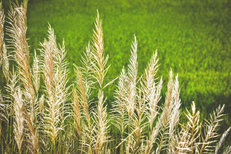 White grass in field stock photo. Image of color, india - 103053142