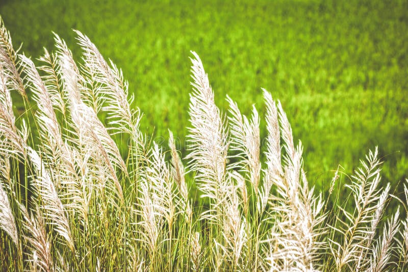 White grass in field stock photo. Image of botany, exchange - 103053240