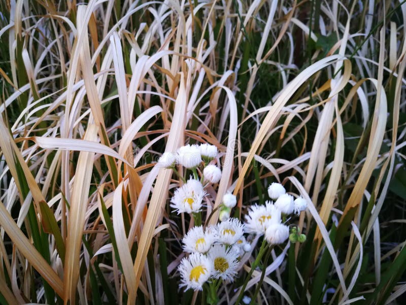 White grass and flowers stock image. Image of grass - 183862547