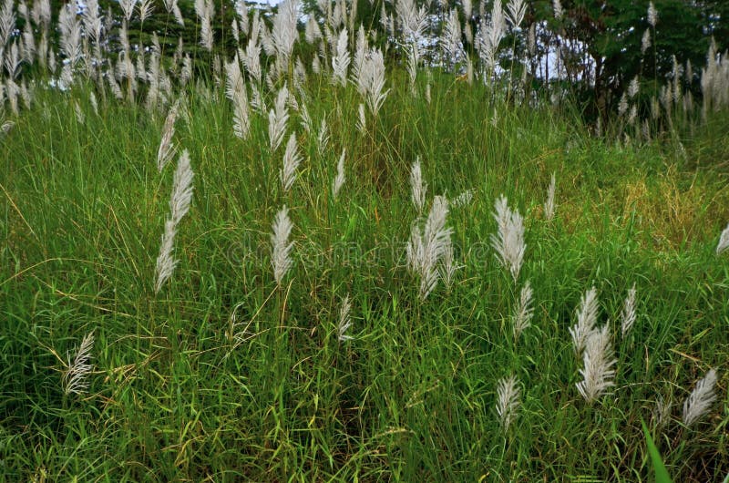 White Grass Flowers with Leaves Stock Photo - Image of spring, growth ...