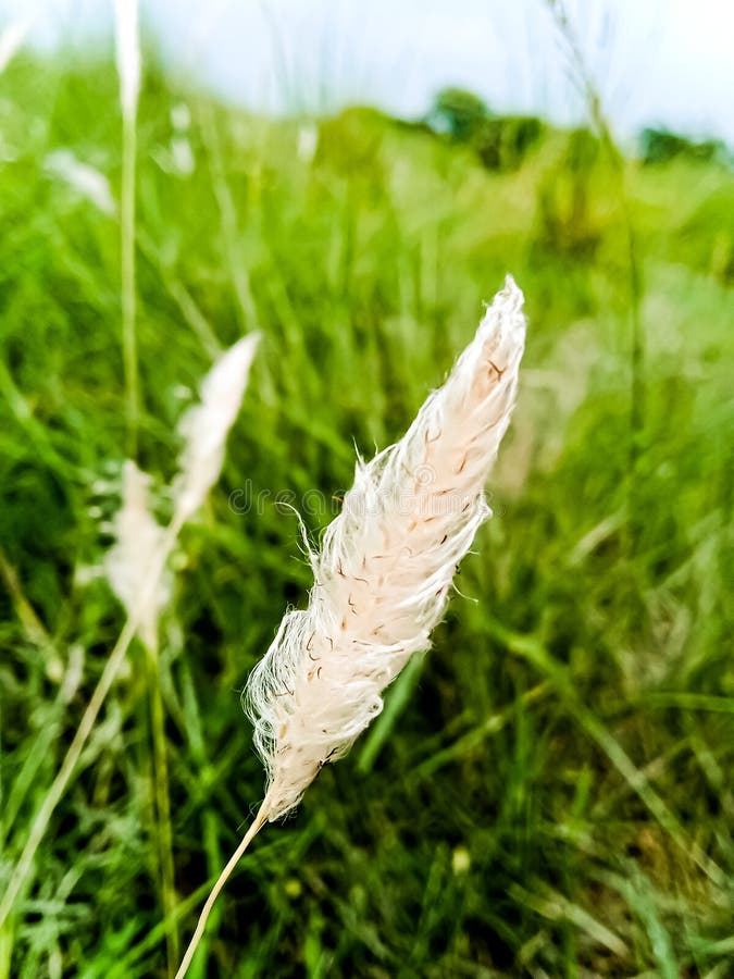 White Grass and Green Grass Grass of Flower Stock Image - Image of ...