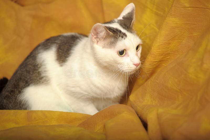 Cat Yellow Shade Paint Stock Photos - Free & Royalty-Free Stock Photos ...