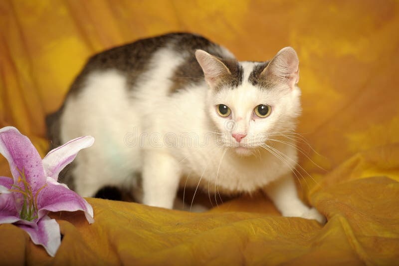 Cat Yellow Shade Paint Stock Photos - Free & Royalty-Free Stock Photos ...