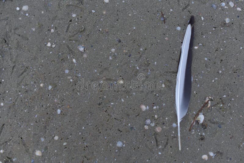 Feather in sand stock photo. Image of tourism, travel - 44781046