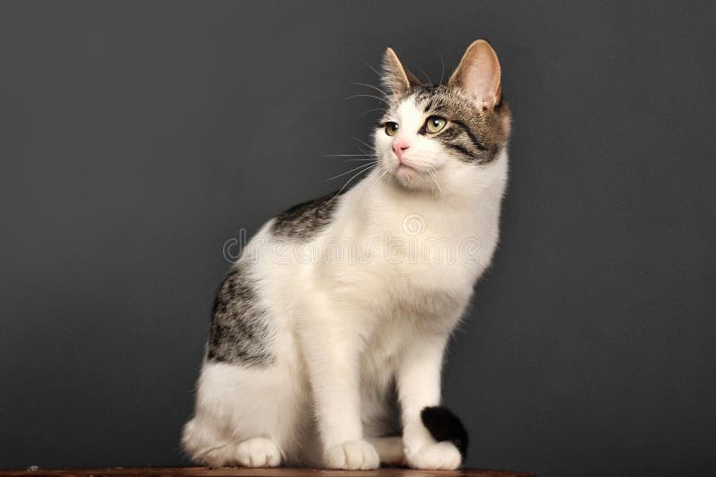 White and gray cat stock photo. Image of gray, haired - 34648726