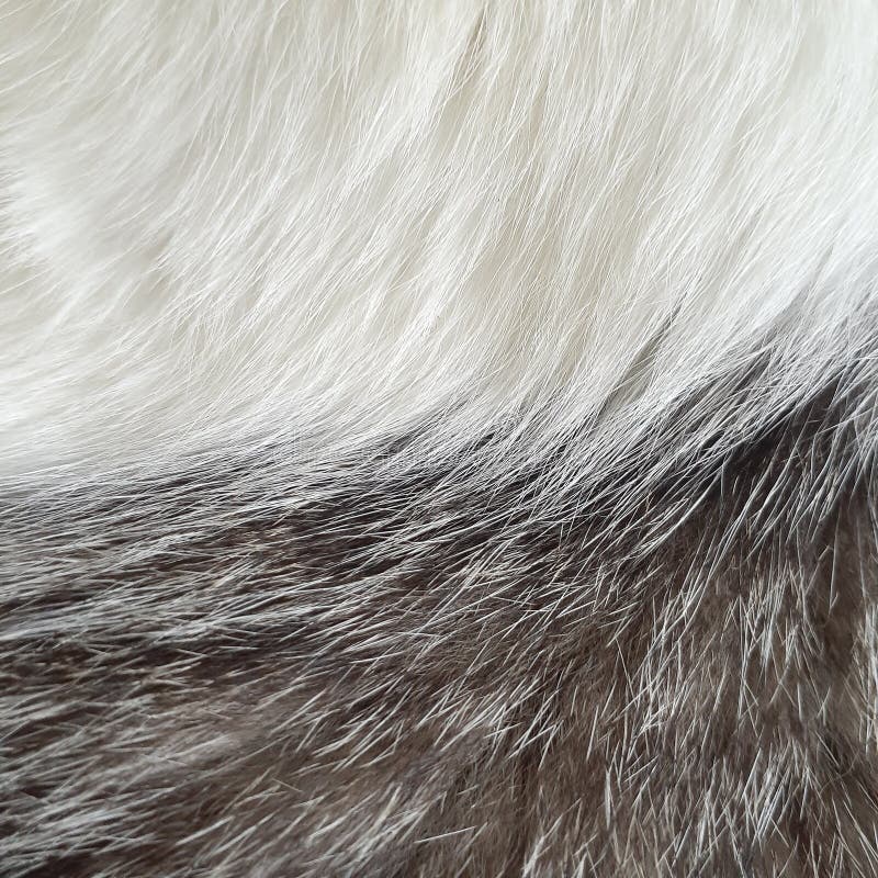White and gray cat fur stock image. Image of white, gray - 185791477