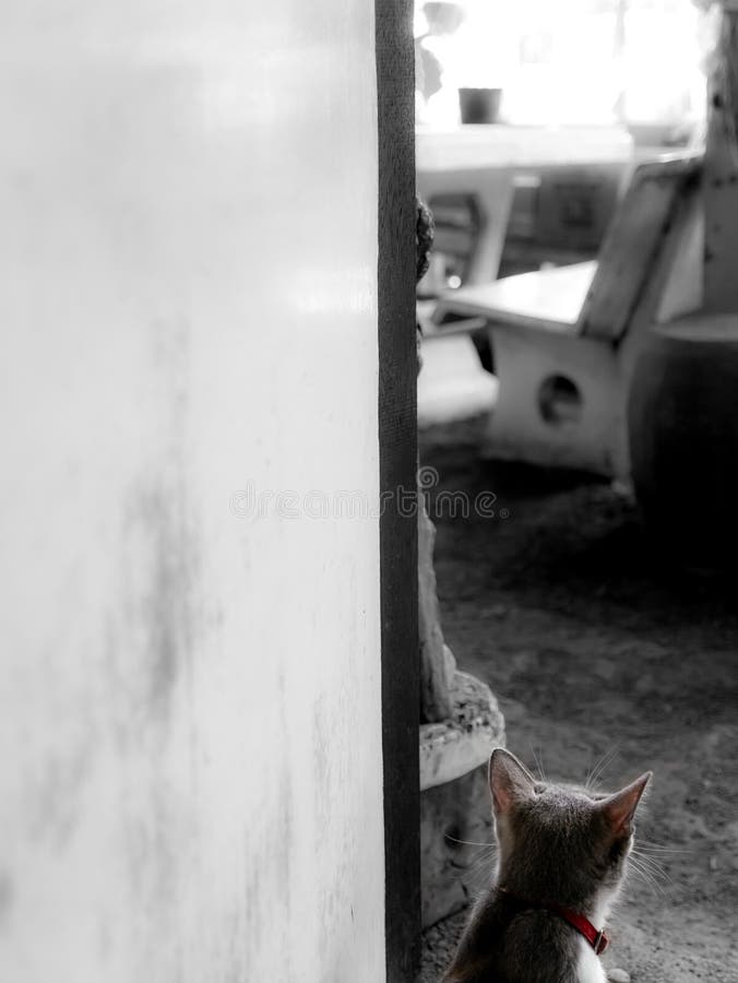 Back Door Pussy Pics Stock Photos - Free & Royalty-Free Stock Photos ...