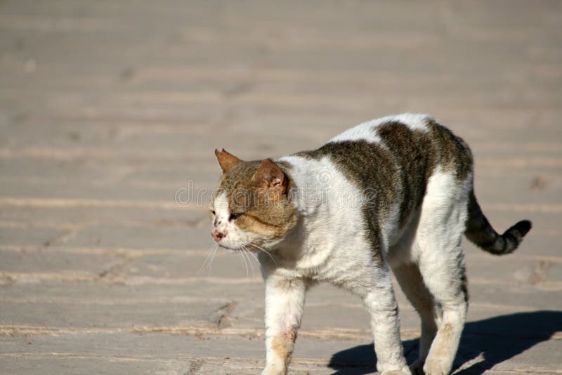 White and Gray Cat Walking in the Sun Stock Photo - Image of gray ...