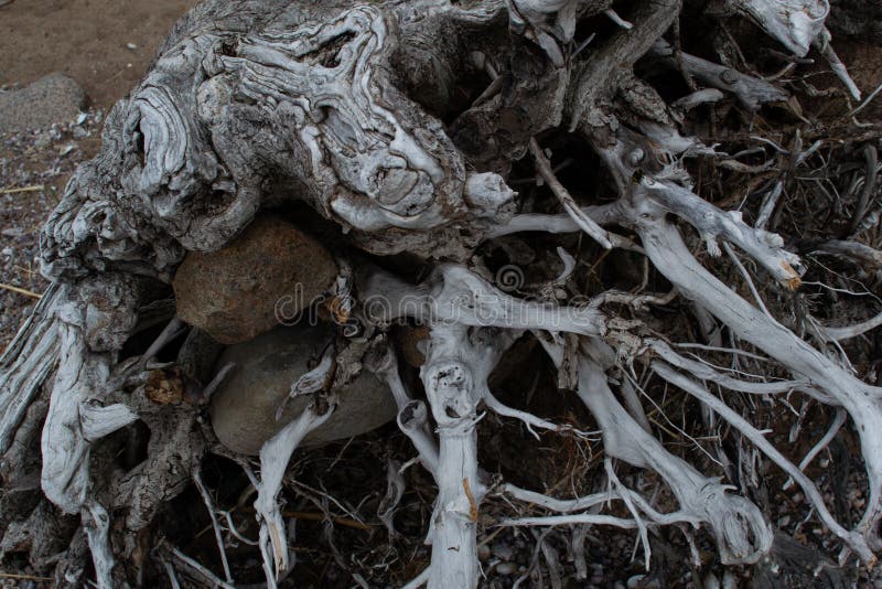 Dead Ant Tangled in Web on Flower Stem Stock Image - Image of animals ...
