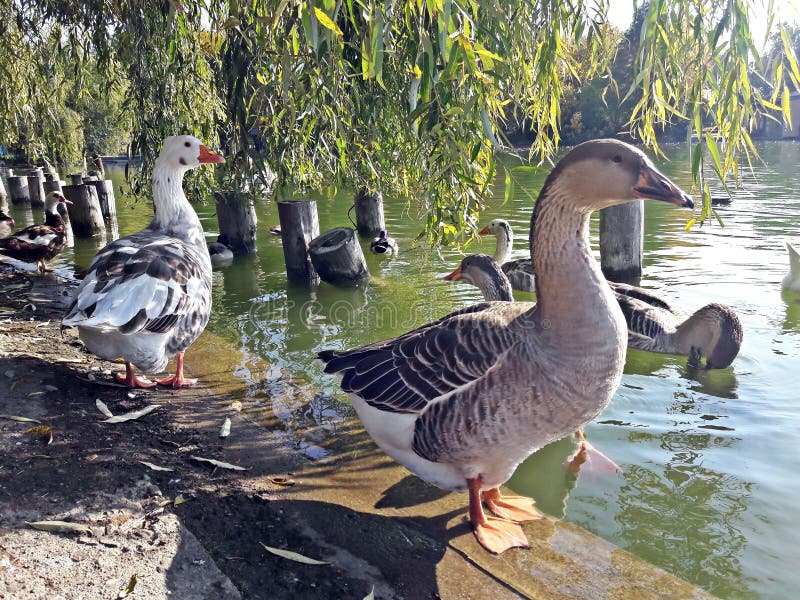 Ducks on the shore stock image. Image of fowl, grey - 131446233