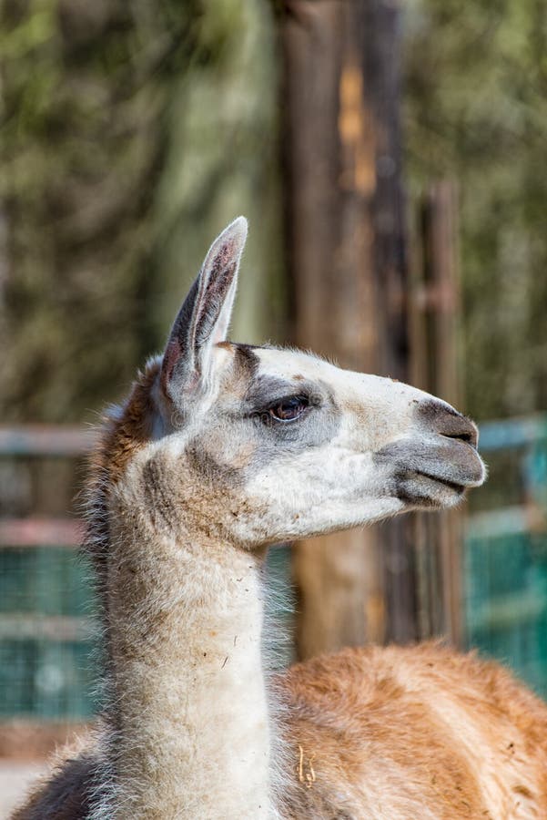 Llama Profile stock image. Image of animal, llama, strong - 1493053