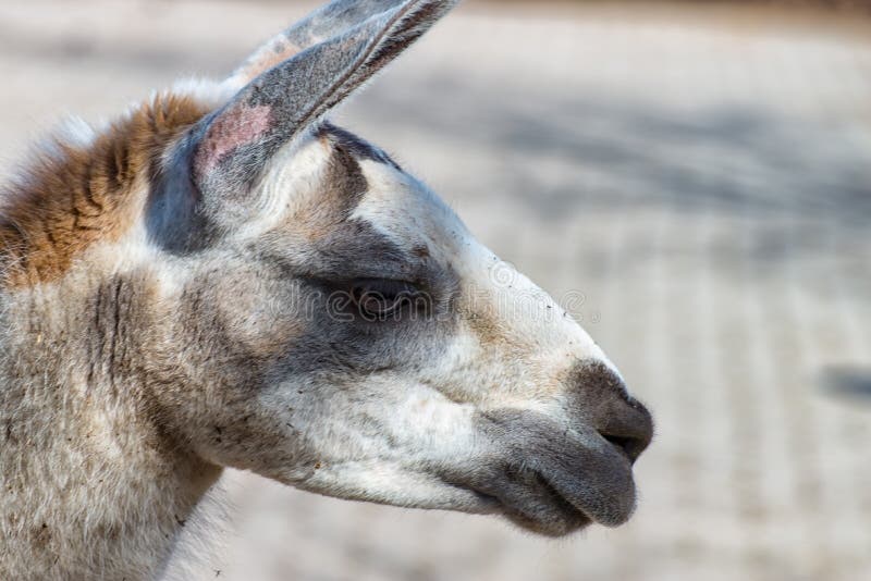 White Gray Llama in Profile Stock Image - Image of macro, funny: 98738565