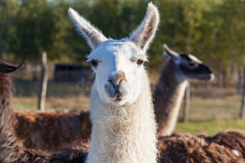 280 Gray Lama Stock Photos - Free & Royalty-Free Stock Photos from ...
