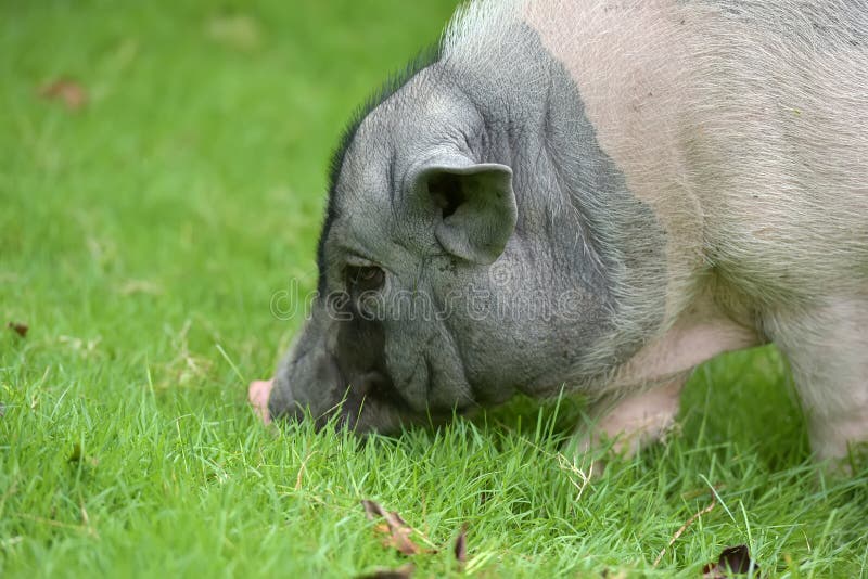 White and gray pig stock image. Image of cattle, grazing - 125599407