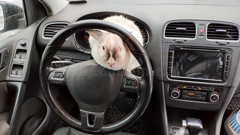 White Easter Bunny Rides To Give Gifts. Rabbit in the Car at the Driver ...