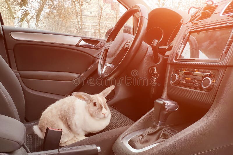 Rabbit driving a car stock photo. Image of drive, pretty - 19195930