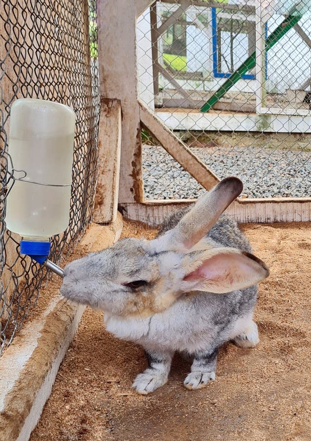 471 Rabbit Drinking Stock Photos - Free & Royalty-Free Stock Photos ...