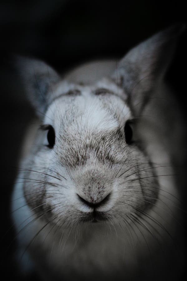 White and Gray Rabbit with Looking Directly at the Camera Stock Photo ...
