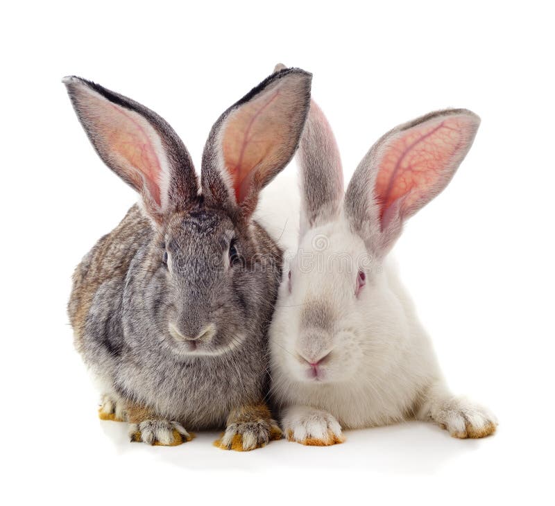 White and gray rabbits stock image. Image of brown, isolated - 210851081