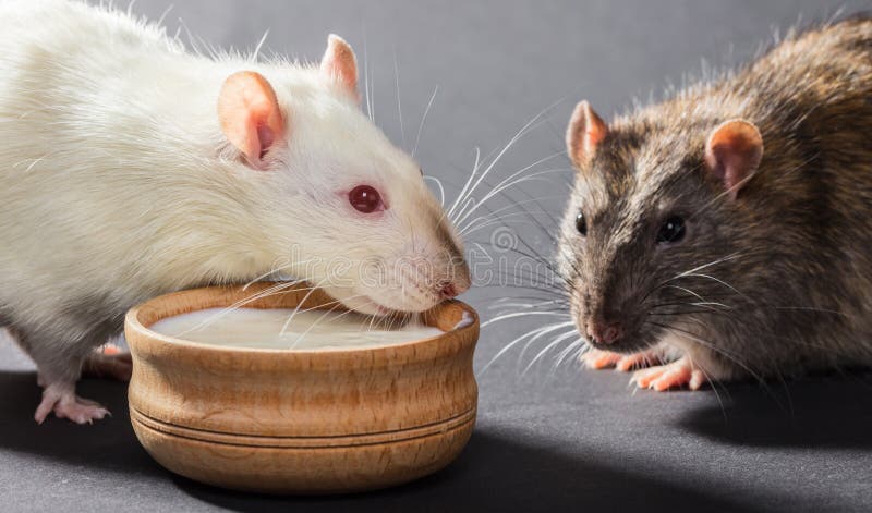 Two Rats Eating Stock Photos - Free & Royalty-Free Stock Photos from ...