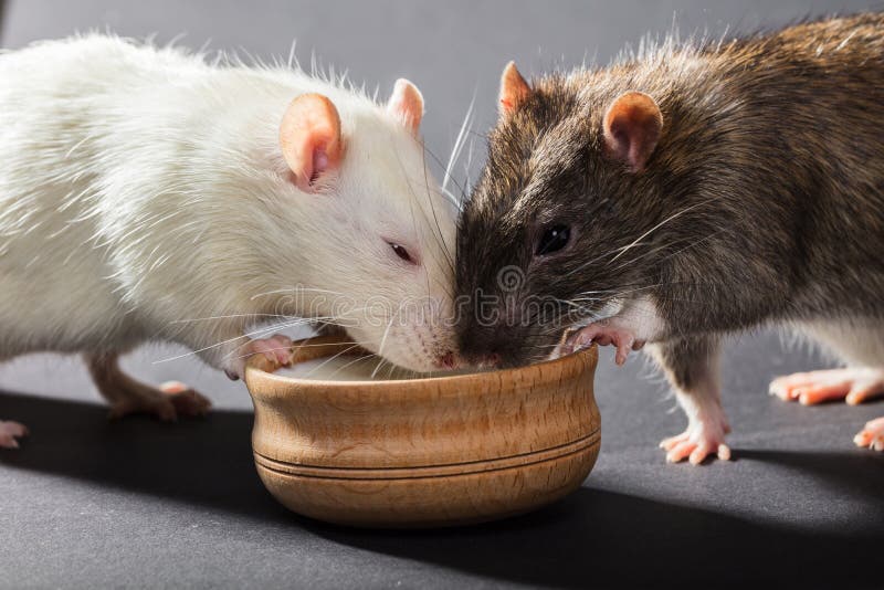 White and gray rats eat stock image. Image of mammal - 112270661