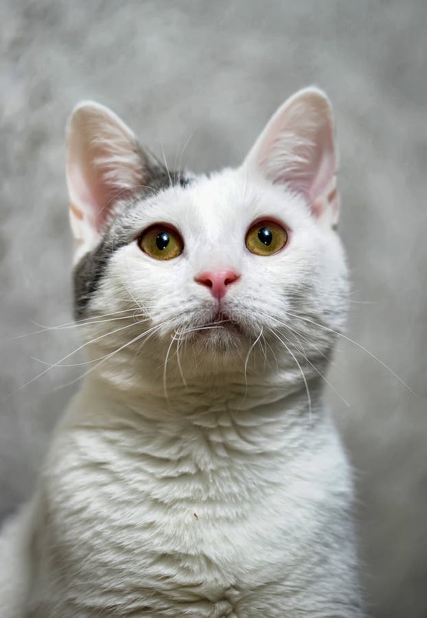 363 White Cat Gray Spots Sitting Stock Photos - Free & Royalty-Free ...