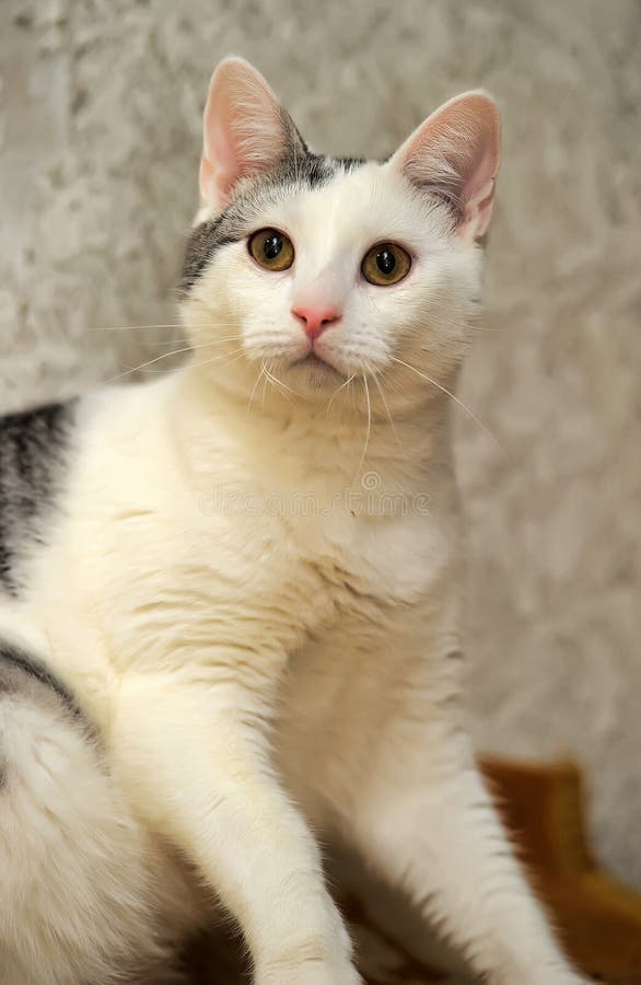 329 Young White Cat Grey Spots Photos - Free & Royalty-Free Stock ...