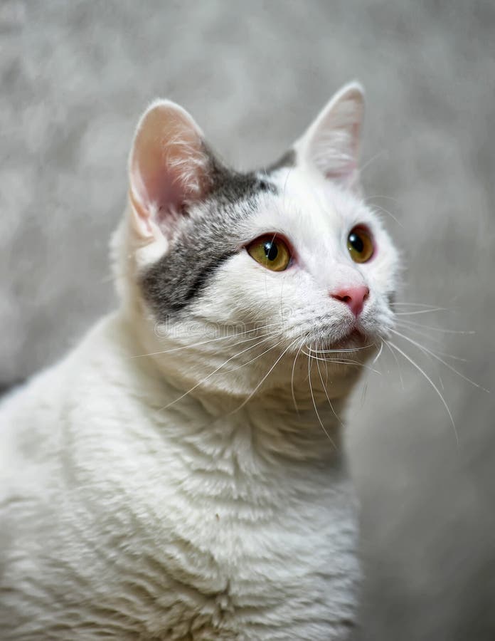 White with gray spots cat stock image. Image of animal - 181507107