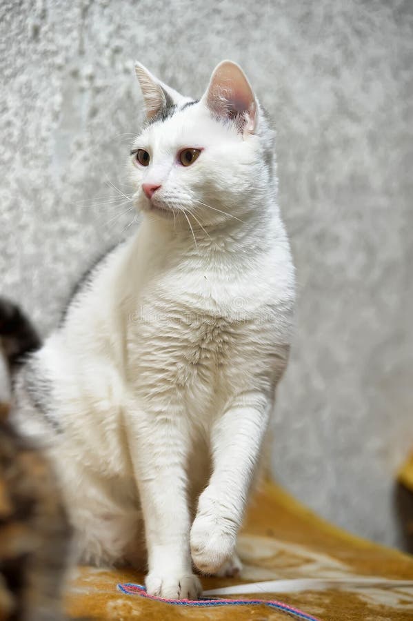 White with gray spots cat stock image. Image of gray - 181507121