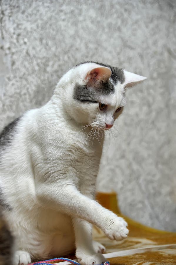 357 White Cat Gray Spots Sitting Gray Photos - Free & Royalty-Free ...