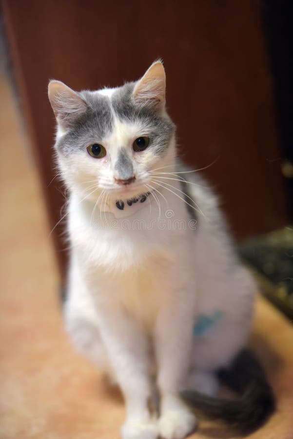 189 Calico Domestic Short Haired Cat Stock Photos - Free & Royalty-Free ...