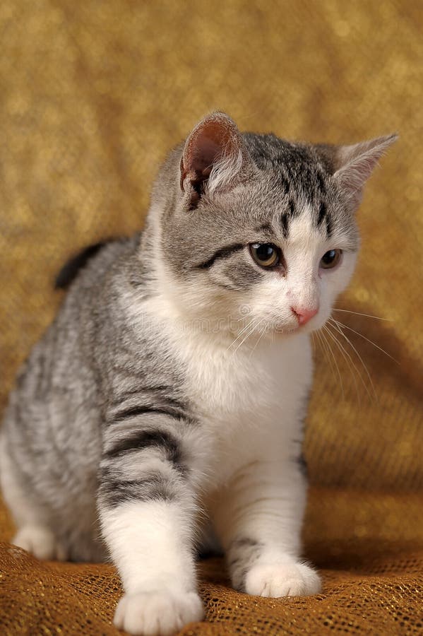 Gray Cat with Stripes and a White Breast and Paws and Yellow Eyes Stock ...