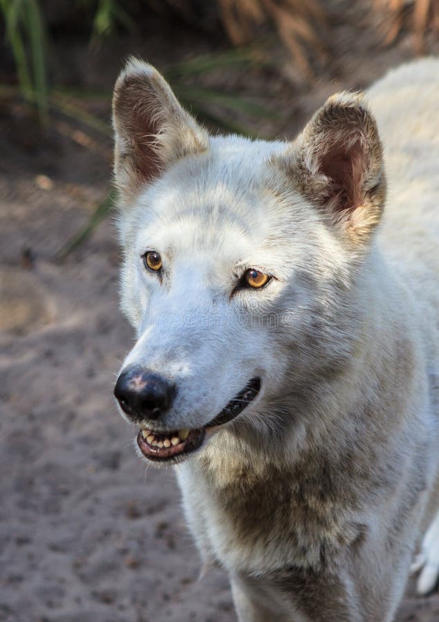 White gray wolf stock image. Image of canine, natural - 28609539