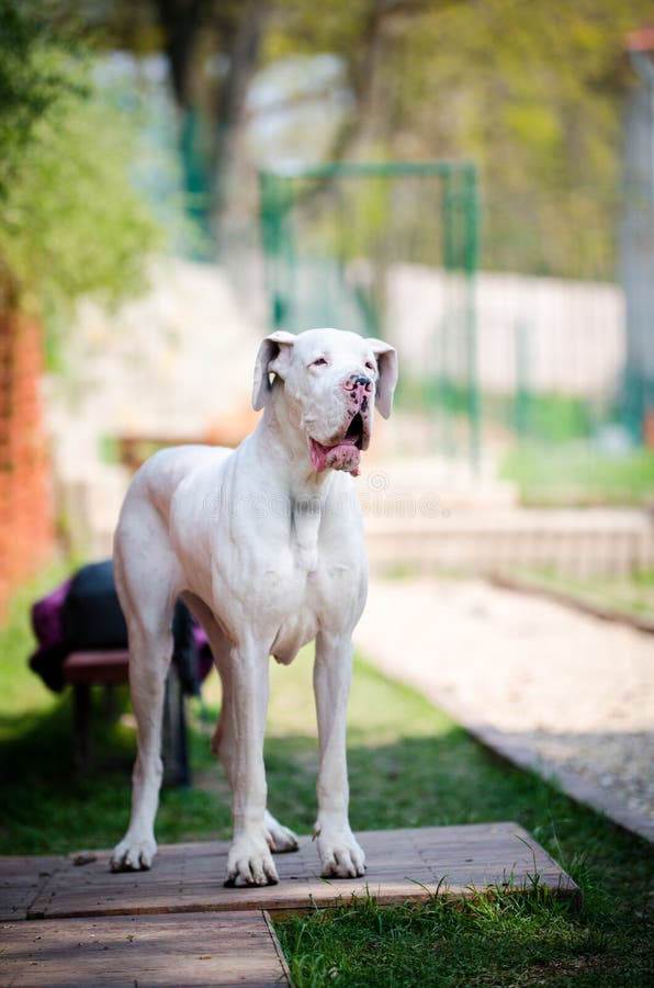 White great dane portrait stock image. Image of huge - 91038807