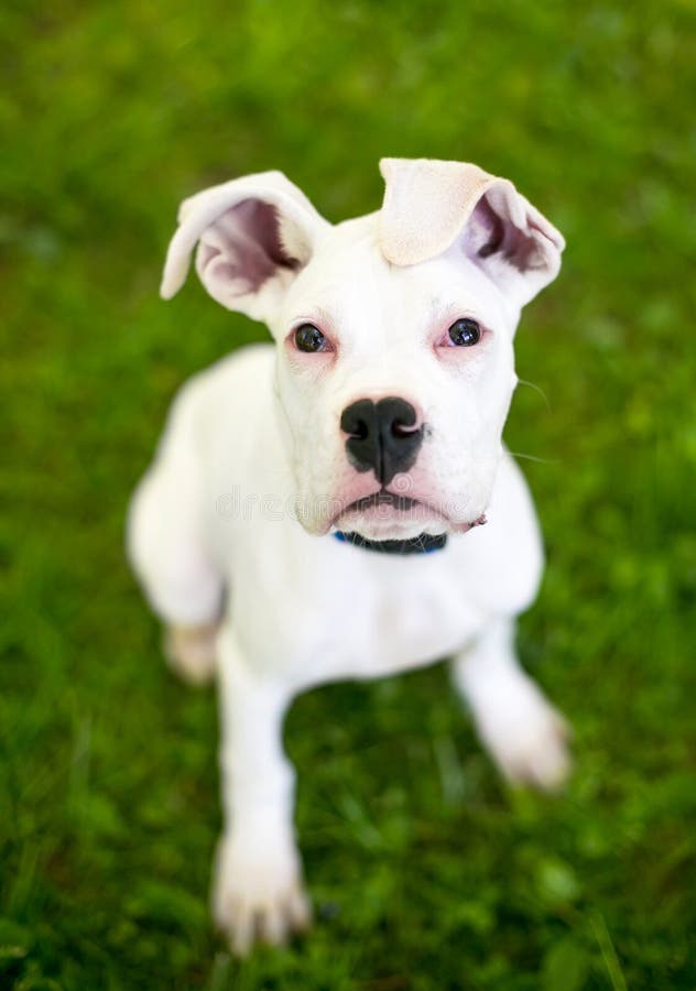 A White Great Dane Puppy with Large Floppy Ears Stock Photo - Image of ...