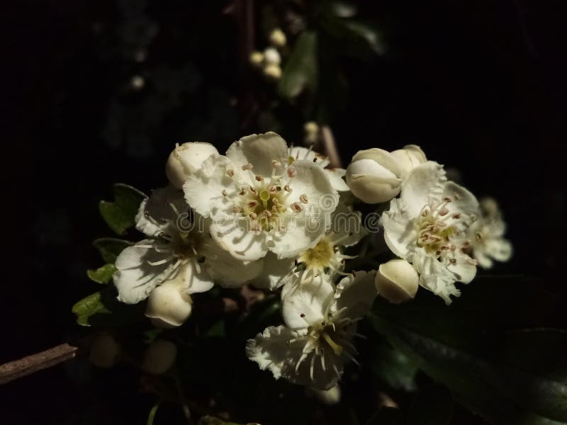 White great flower spring stock photo. Image of flower - 246365586