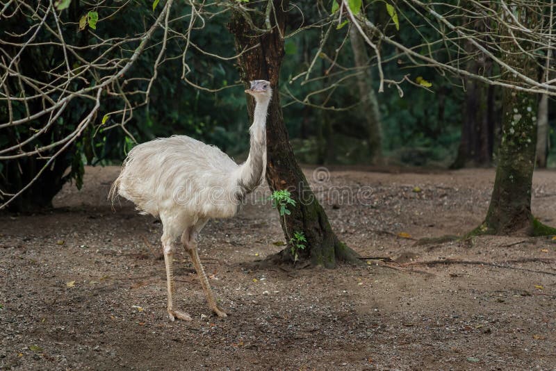 White Greater Rhea stock photo. Image of common, south - 307794374