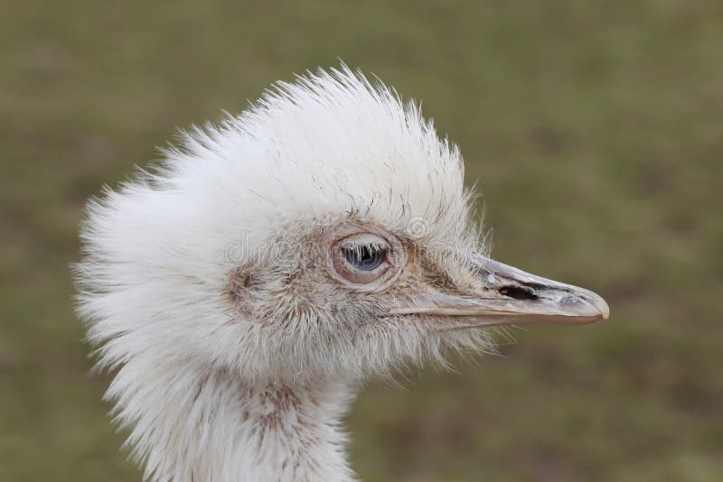 White greater rhea stock photo. Image of argentina, portrait - 53785470