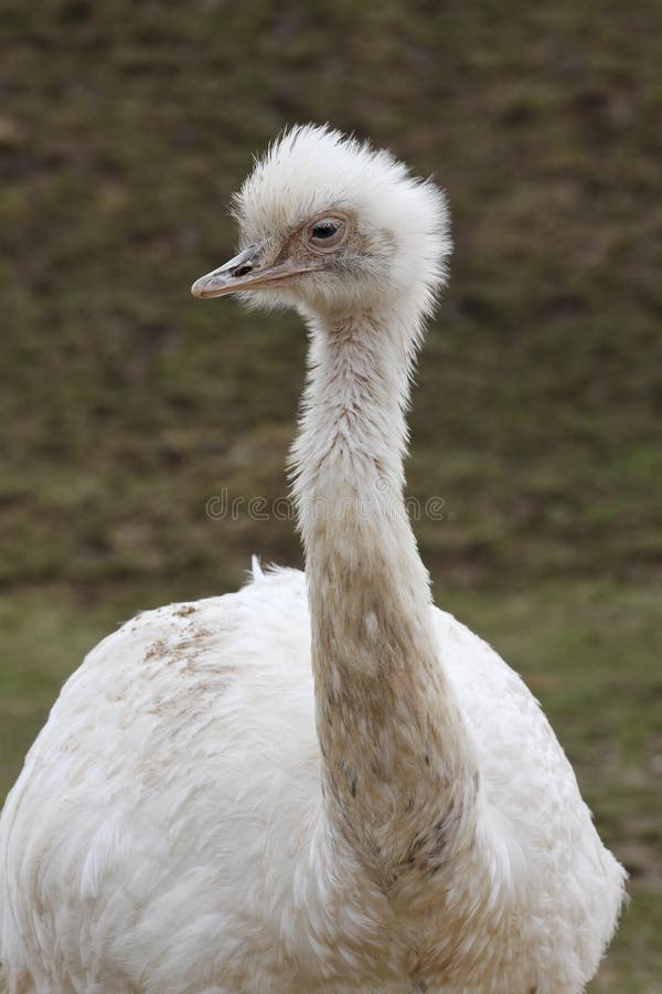 White greater rhea stock photo. Image of argentina, fauna - 51285218