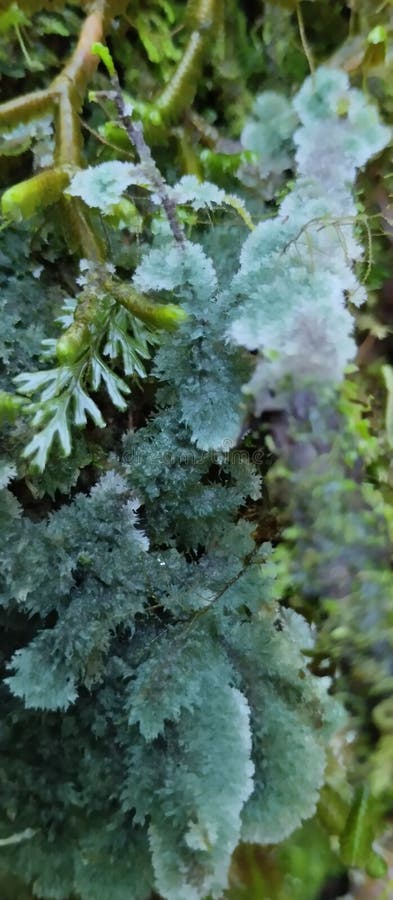 White and Green Ice-shaped Moss Plants Stock Photo - Image of plants ...
