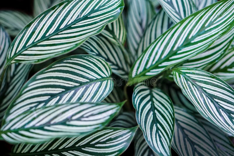 White and Green Leaf Pattern Texture Plant Stock Photo - Image of ...