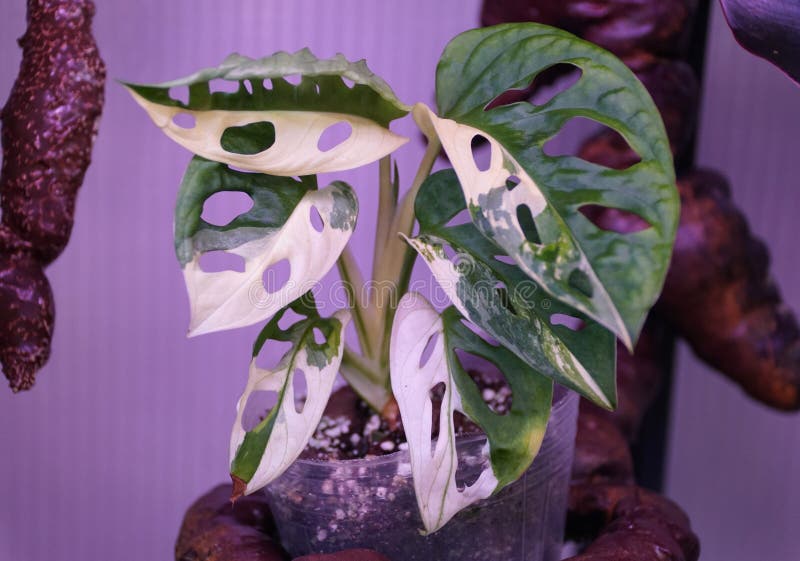 The White and Green Leaves of Variegated Monstera Adansonii Stock Image ... The White and Green Leaves of Variegated Monstera Adansonii Stock Image ...
