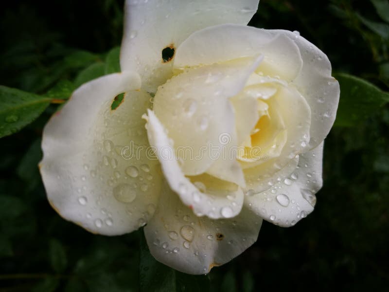 Rose stock image. Image of green, rose, white, rain - 107613429
