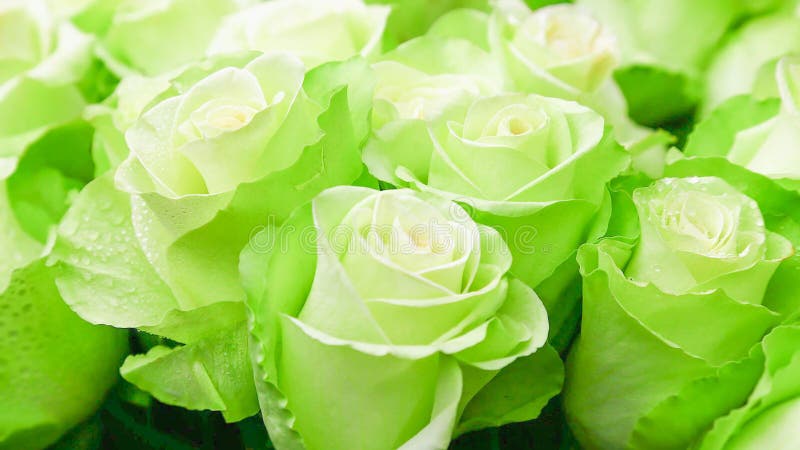 White and Green Rose Bouquet Stock Photo - Image of passion, macro ...