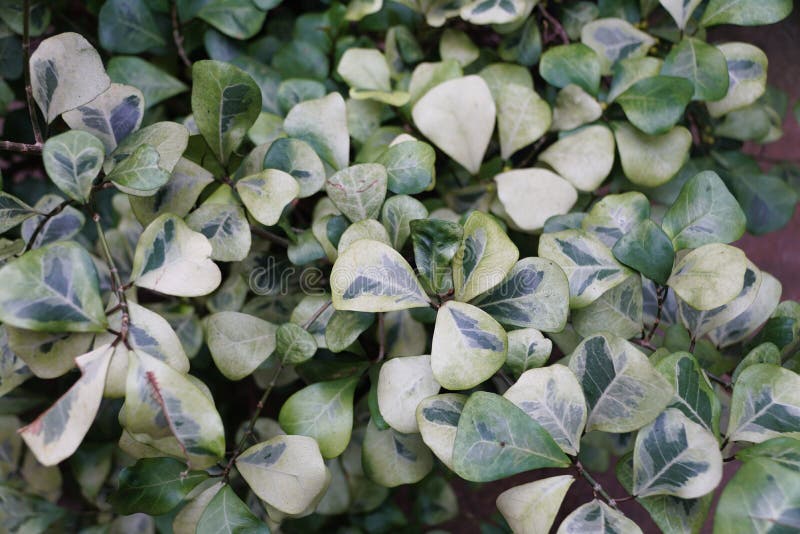 The White and Green Tiny Leaves of Variegated Triangle Fig Stock Photo ...