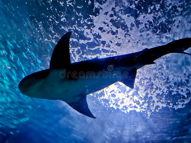 White Grey Big Shark Swim in the Deep Blue Sea Look Up from Below Stock ...